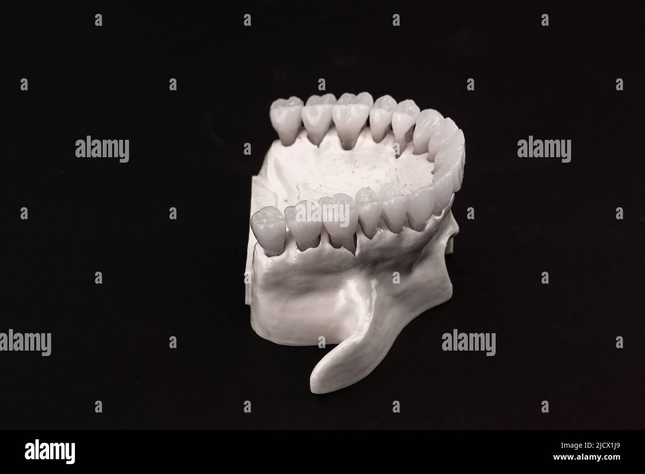 Lower human jaw with teeth anatomy model isolated on black background ...