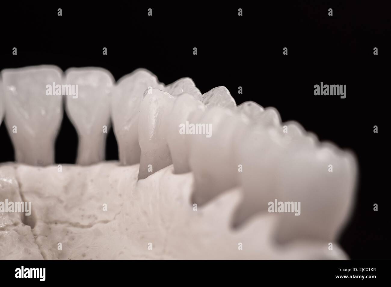 Lower human jaw with teeth anatomy model isolated on black background ...