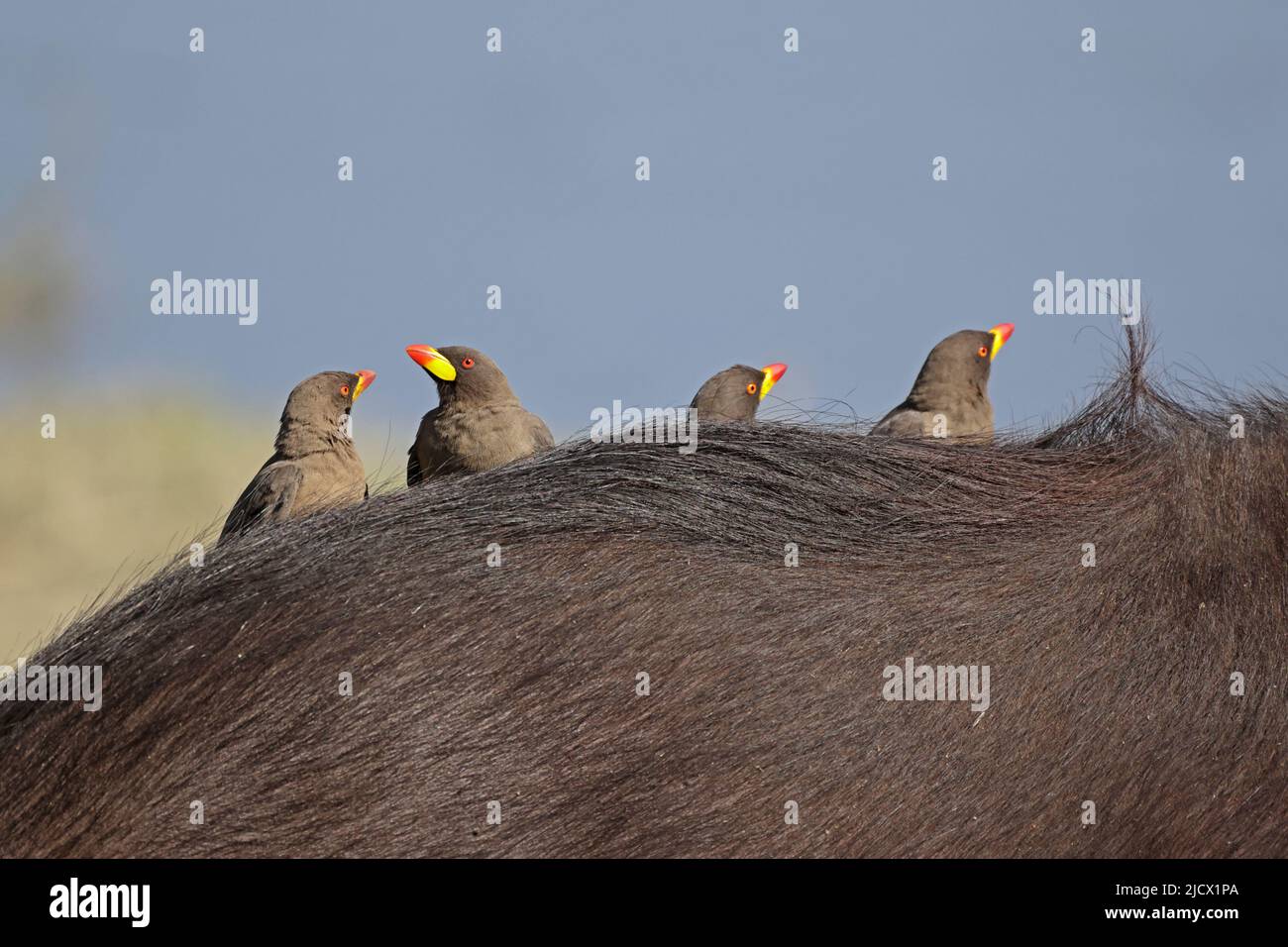 Yellow-billed Oxpeckers on the back of a cape buffalo in Chobe National ...