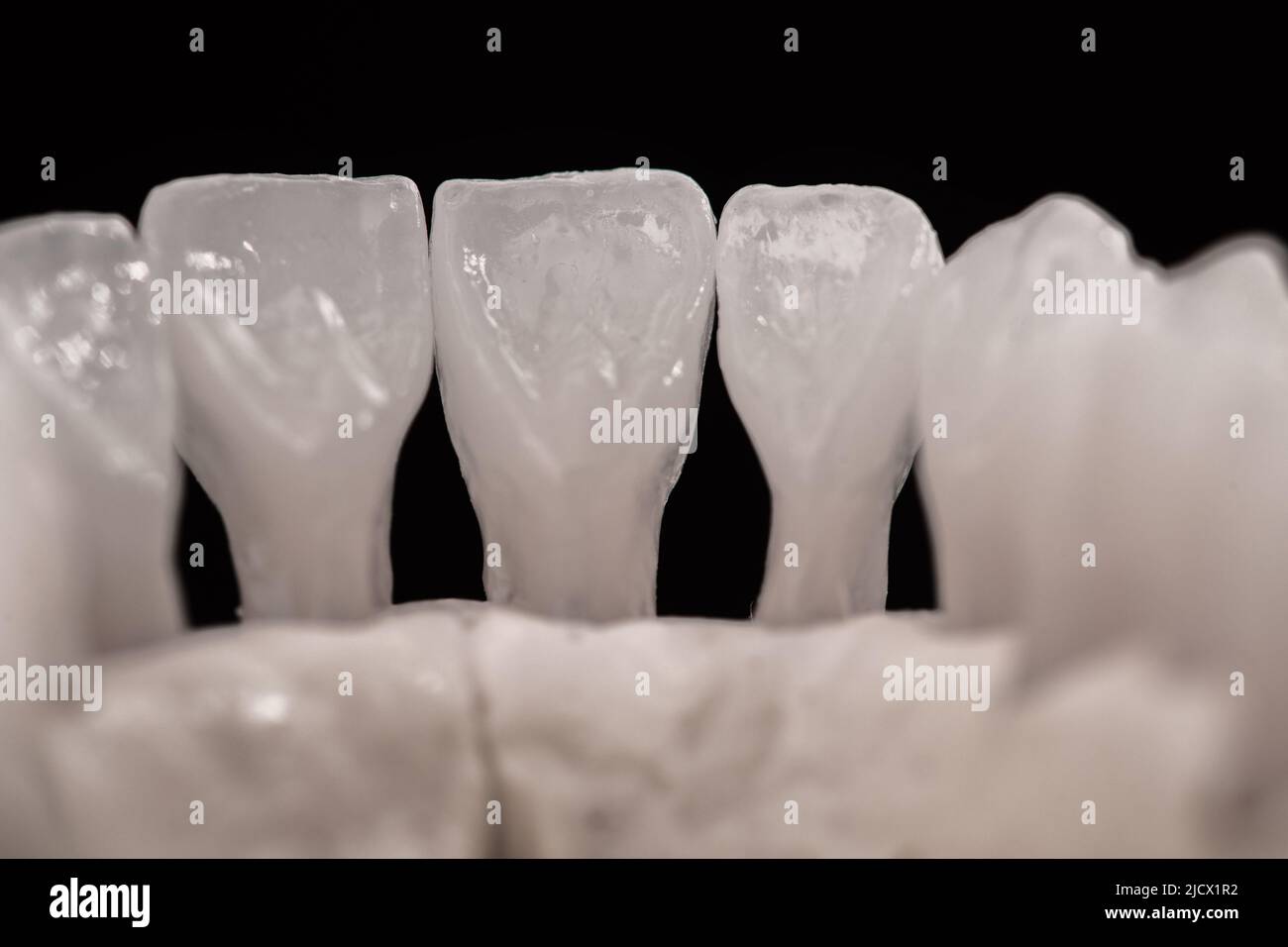 Lower human jaw with teeth anatomy model isolated on black background ...