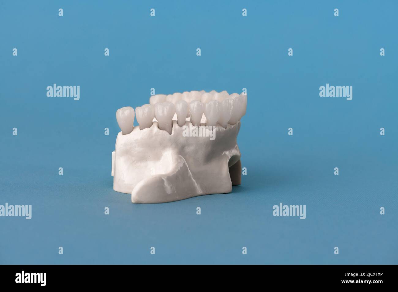 Upper human jaw with teeth anatomy model isolated on blue background ...