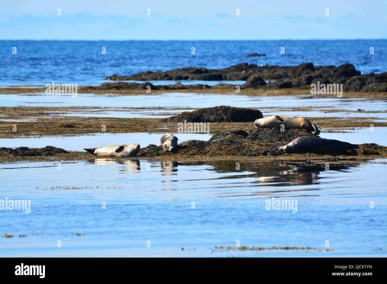 Seals in the Southern Coast of Iceland Stock Photo - Alamy