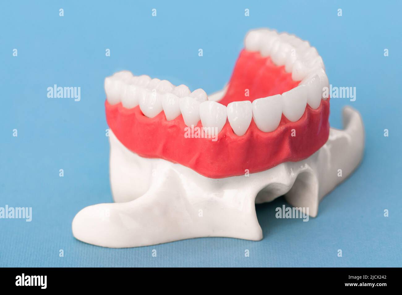 Upper human jaw with teeth anatomy model isolated on blue background ...
