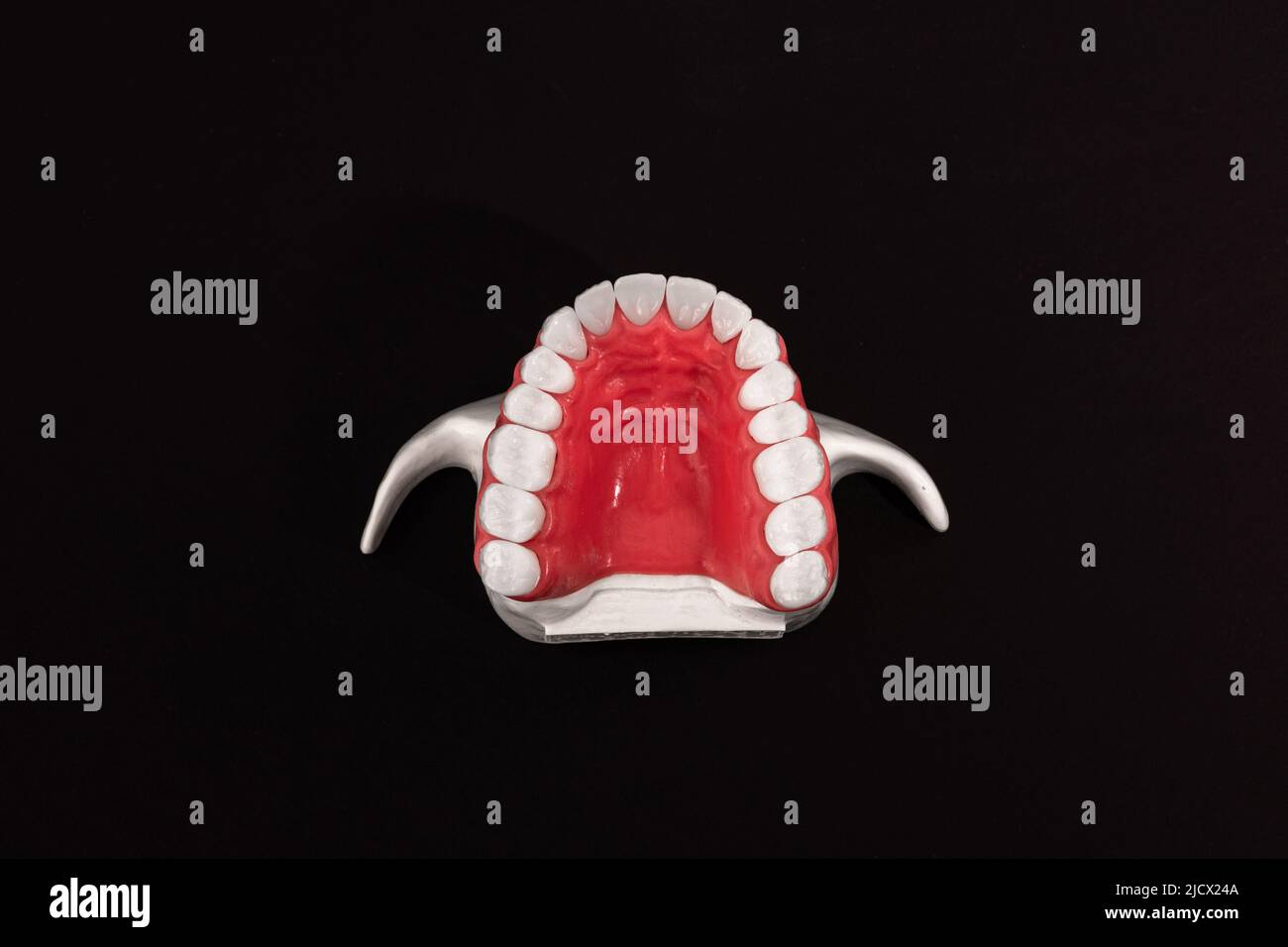 Lower human jaw with teeth anatomy model isolated on black background ...