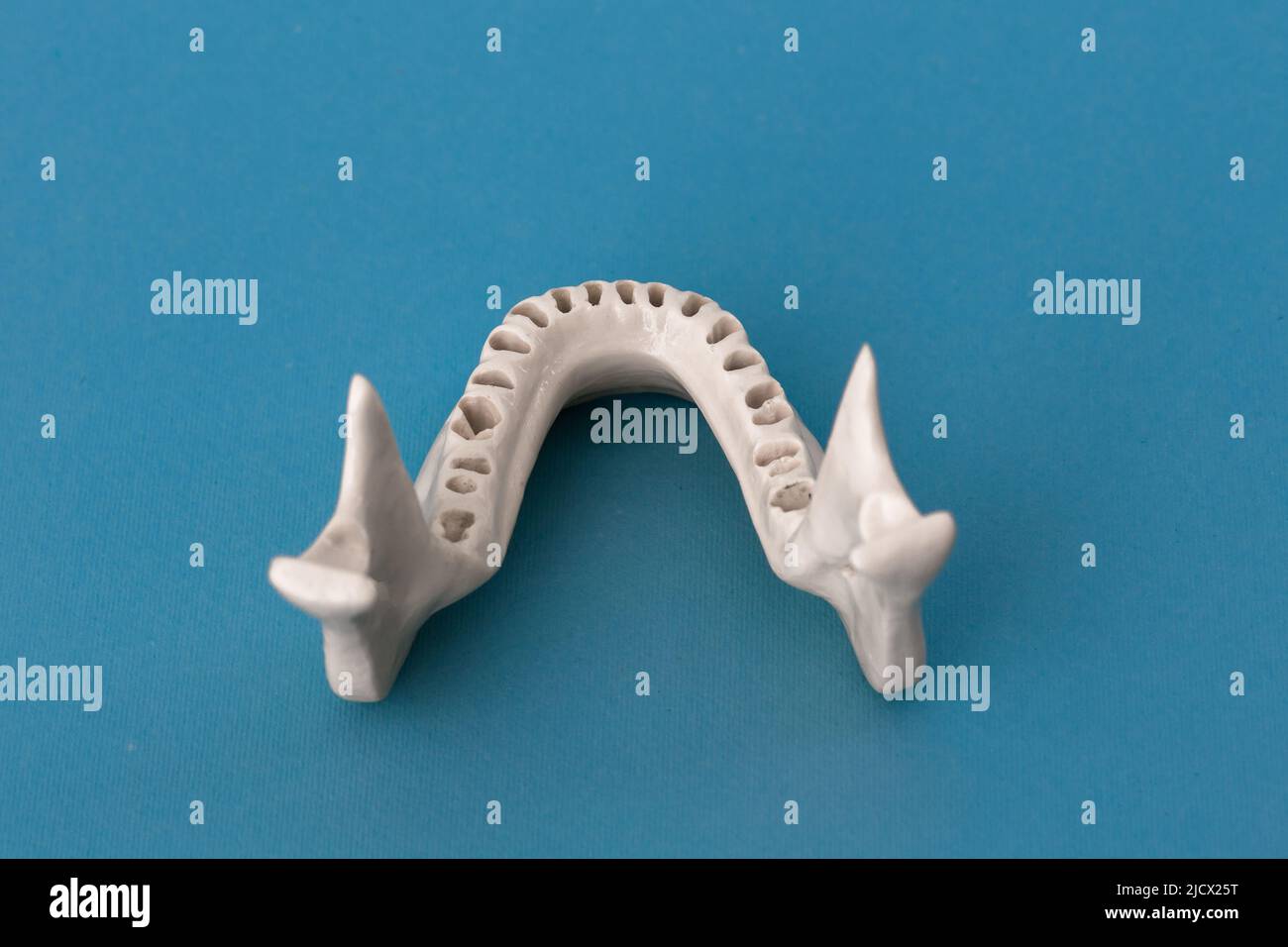 Upper human jaw without teeth model medical implant isolated on blue ...