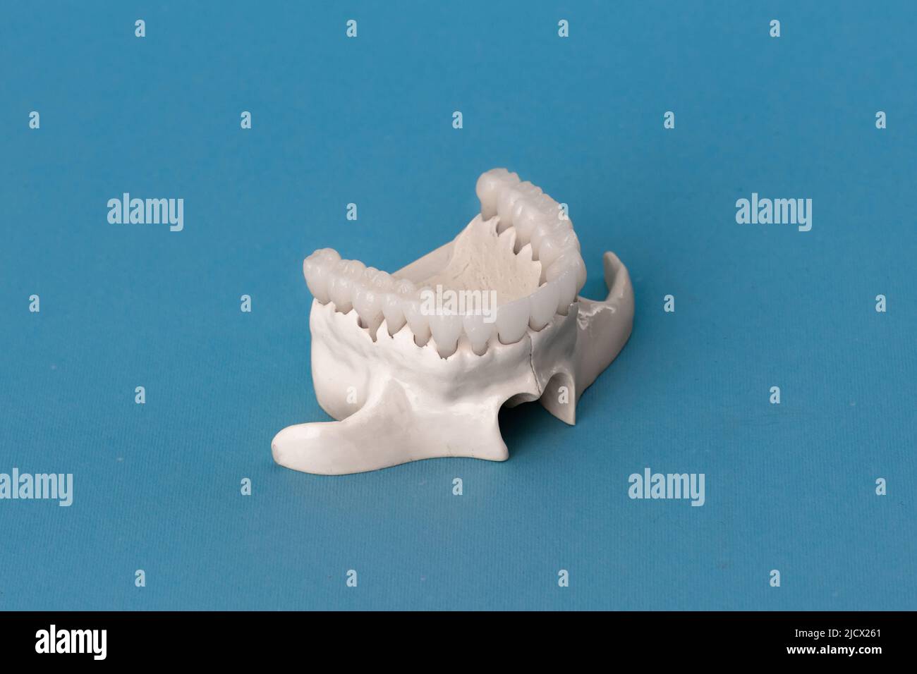 Upper human jaw with teeth anatomy model isolated on blue background ...