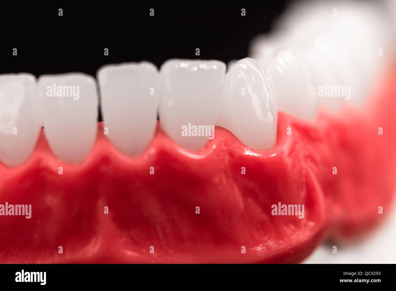 Lower human jaw with teeth and gums anatomy model isolated on blue ...