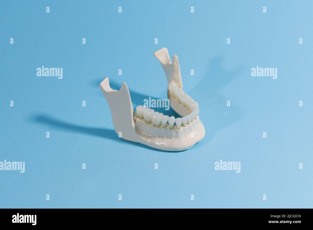 Lower human jaw with teeth anatomy model isolated on blue background ...
