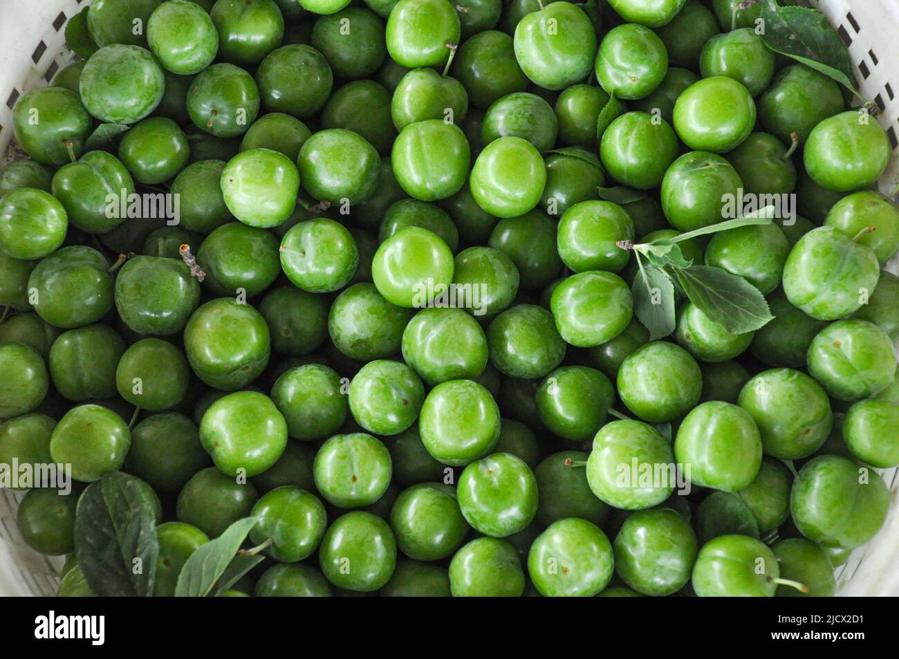 Top view of harvested fresh green plums with sour taste in white ...