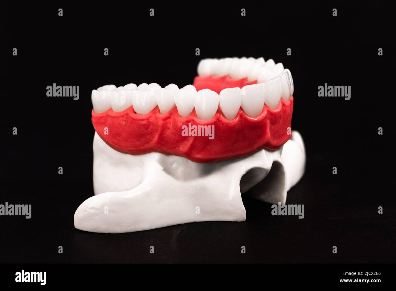 Lower human jaw with teeth anatomy model isolated on black background ...