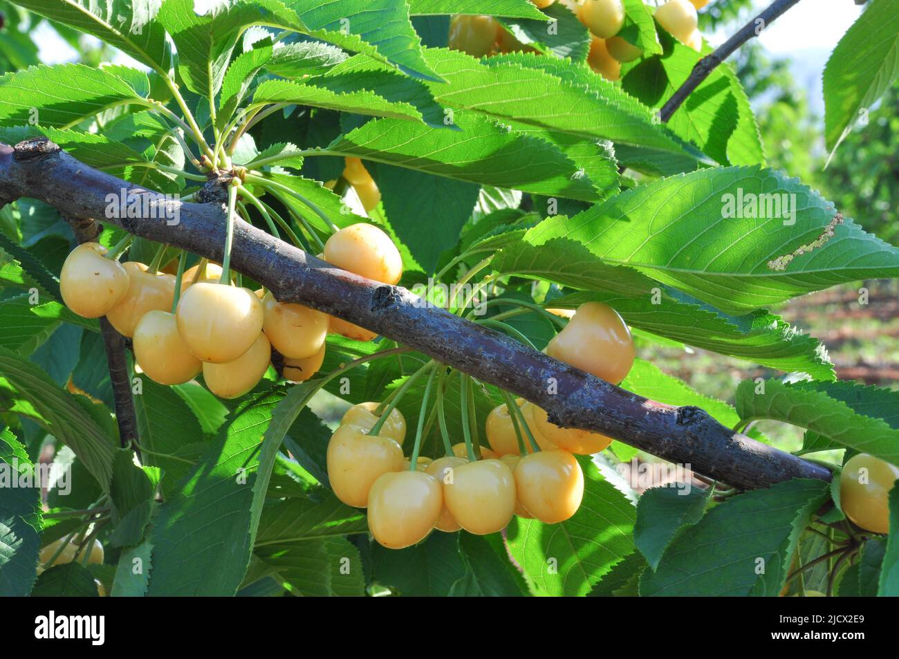 group of hanging yellow cherries with green leaves. Variety of Starks ...