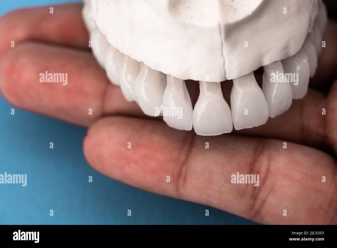 Upper human jaw with teeth anatomy model isolated on blue background ...