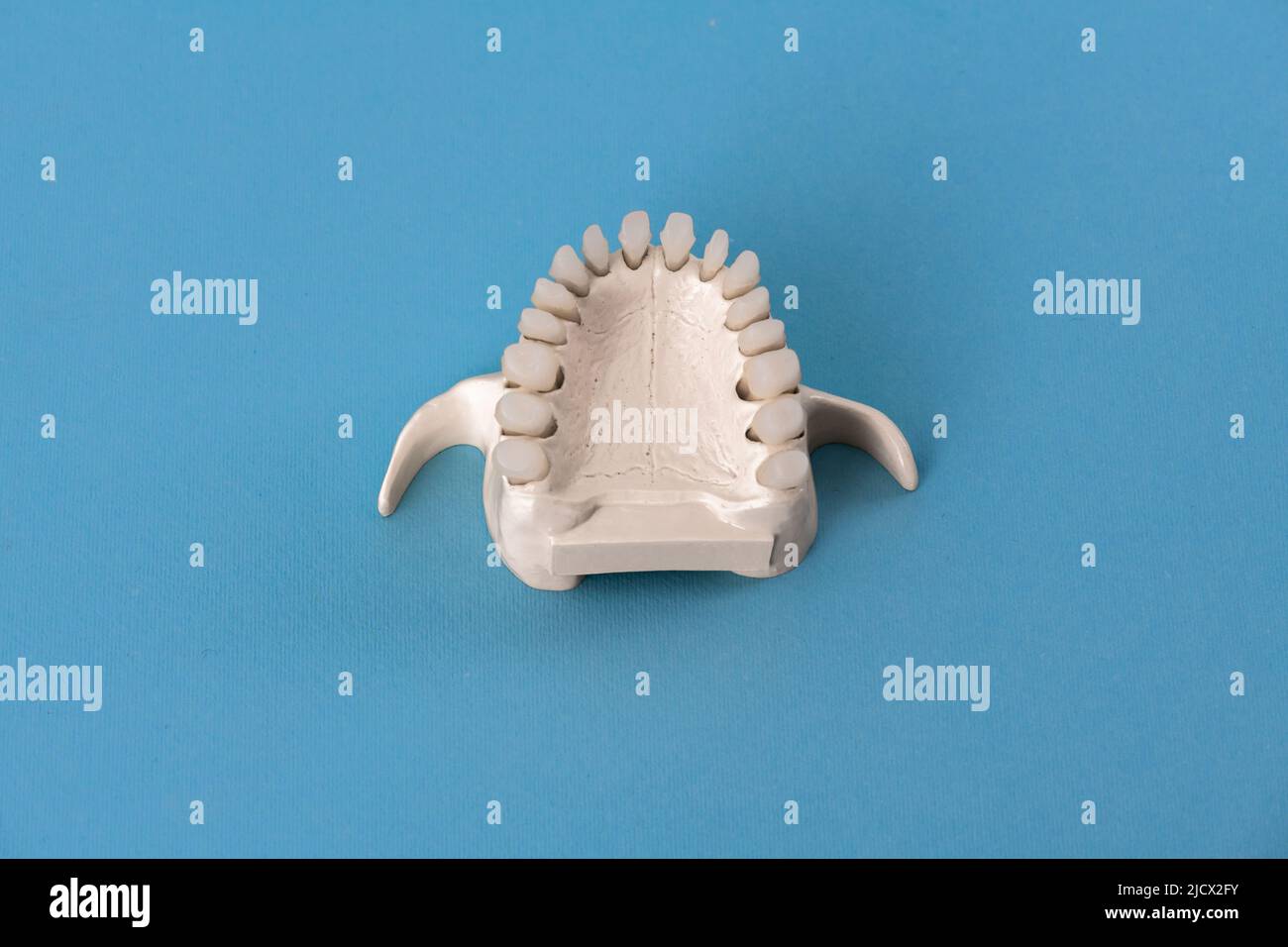 Upper human jaw with teeth anatomy model isolated on blue background ...