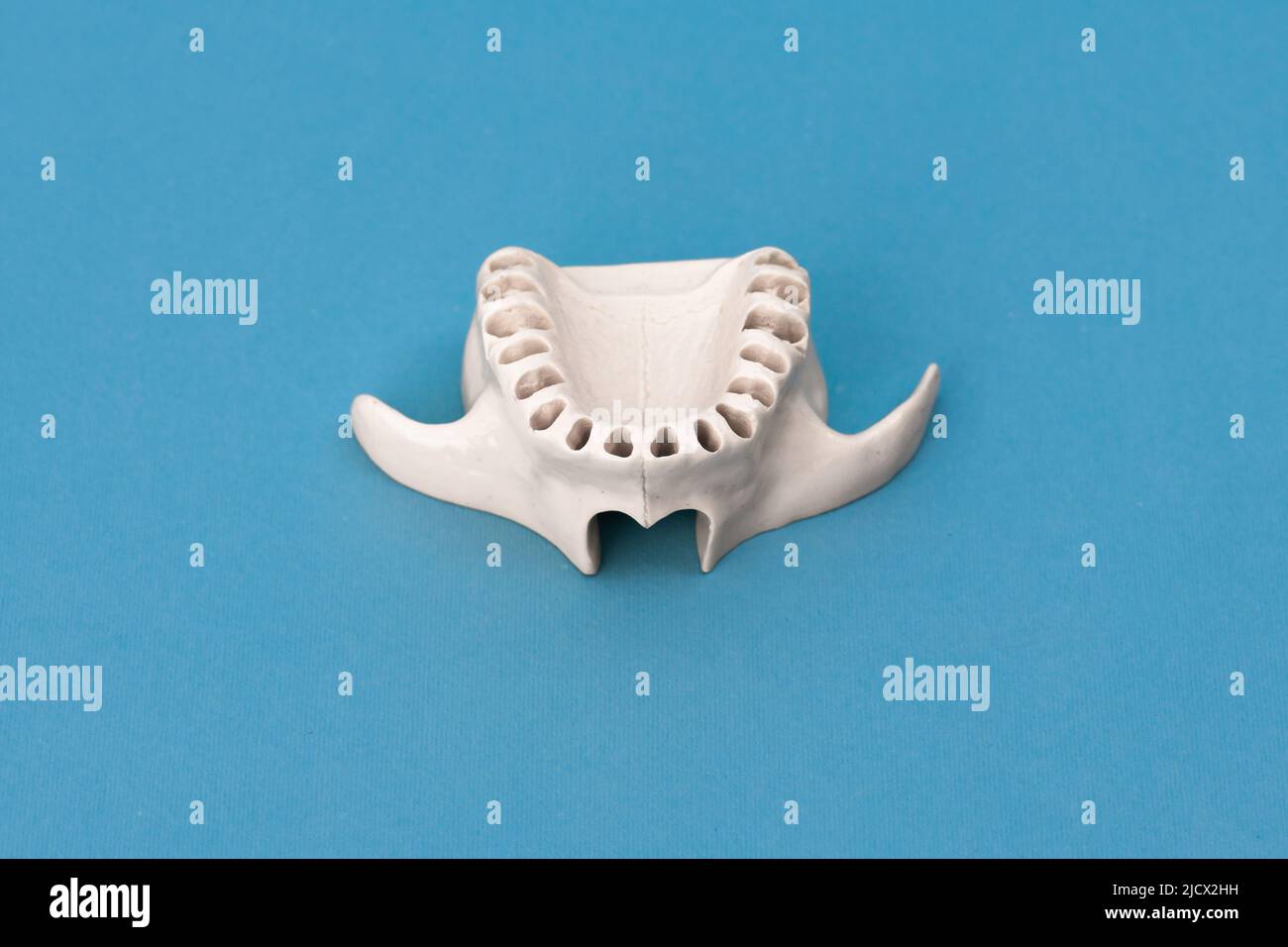 Upper human jaw without teeth model medical implant isolated on blue ...