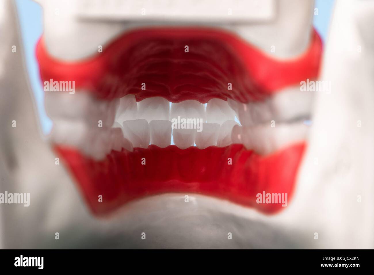 Human jaw with teeth and gums anatomy model isolated on blue background ...