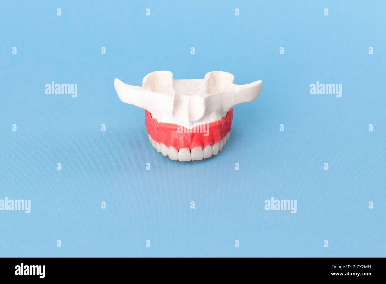 Upper human jaw with teeth anatomy model isolated on blue background ...