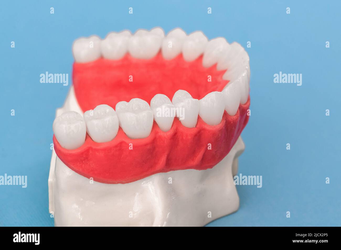 Upper human jaw with teeth anatomy model isolated on blue background ...