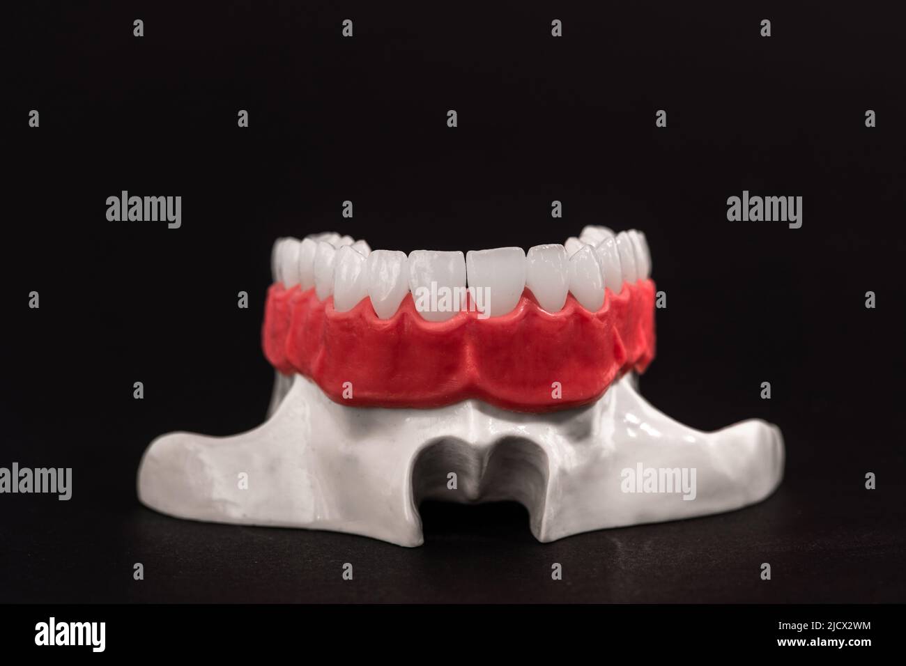 Lower human jaw with teeth anatomy model isolated on black background ...
