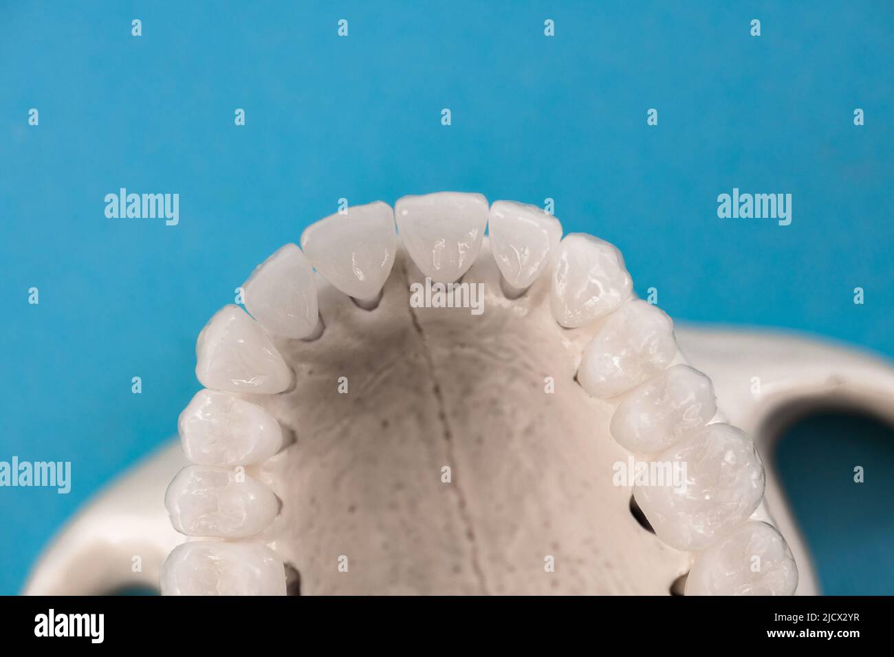 Upper human jaw with teeth anatomy model isolated on blue background ...