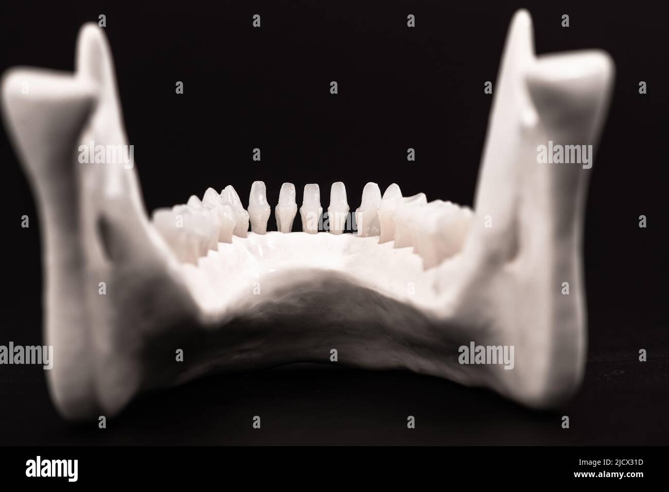 Lower human jaw with teeth anatomy model isolated on black background ...