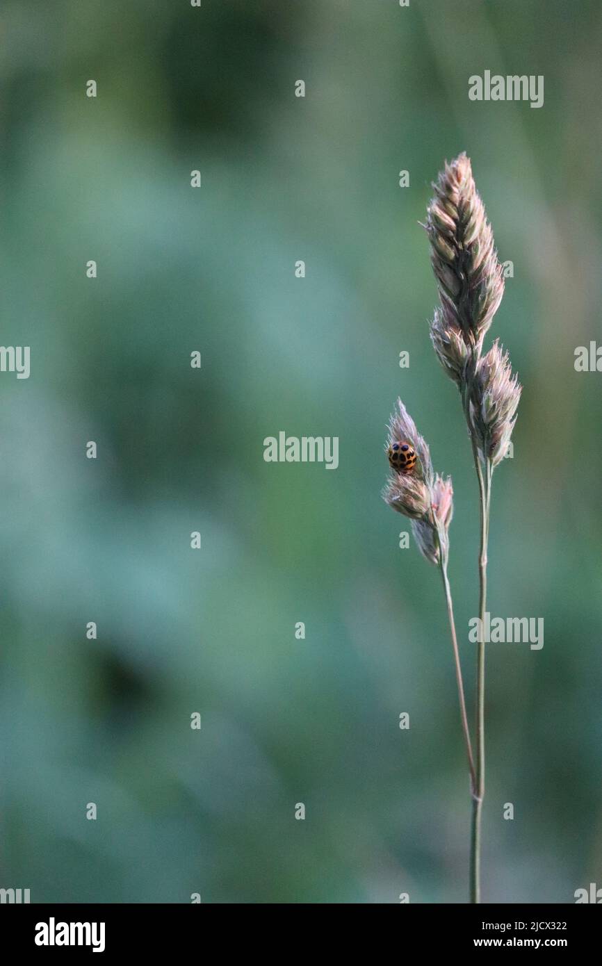 large spotted Ladybird on Cocksfoot Stock Photo - Alamy