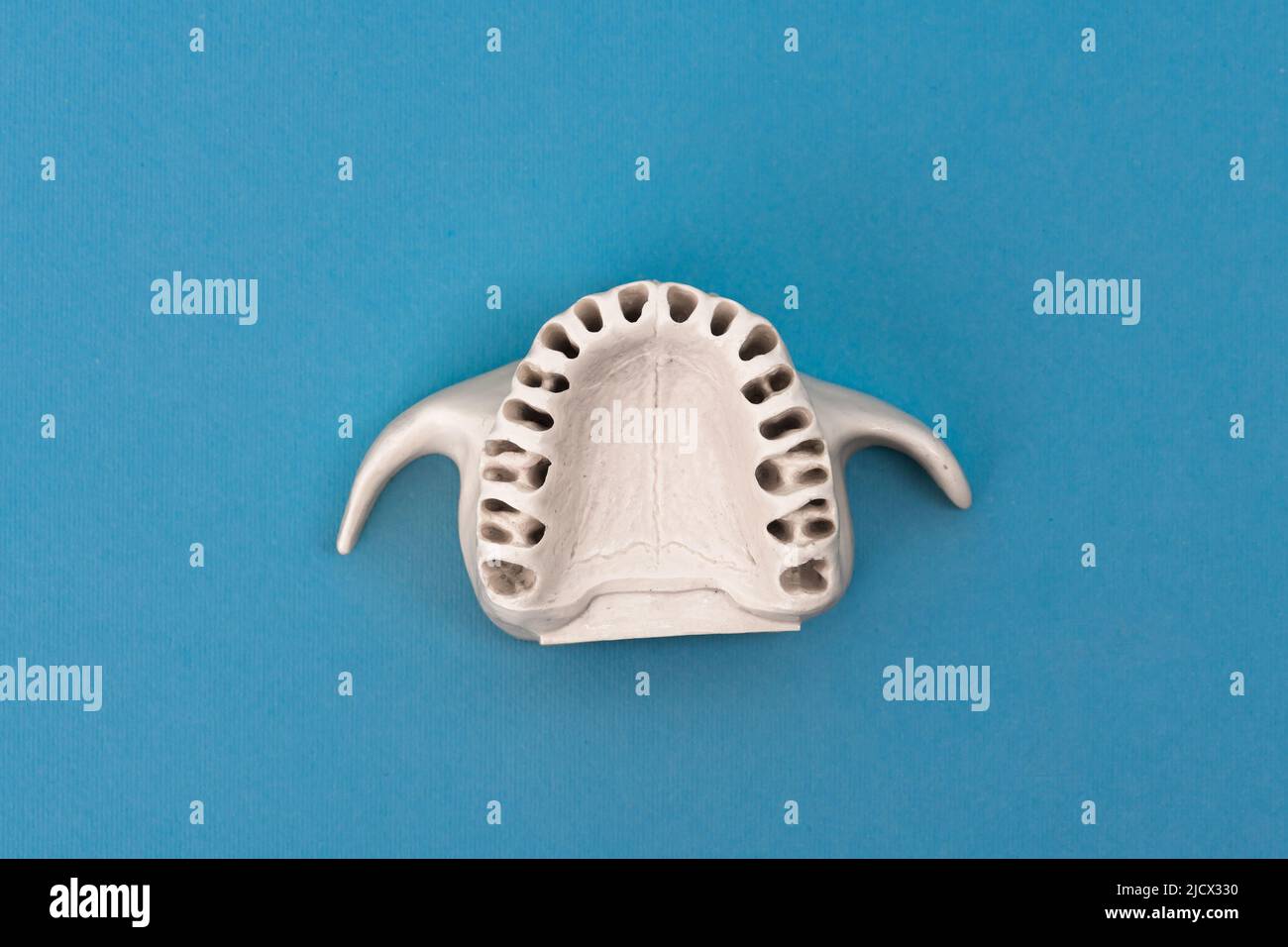 Upper human jaw without teeth model medical implant isolated on blue ...