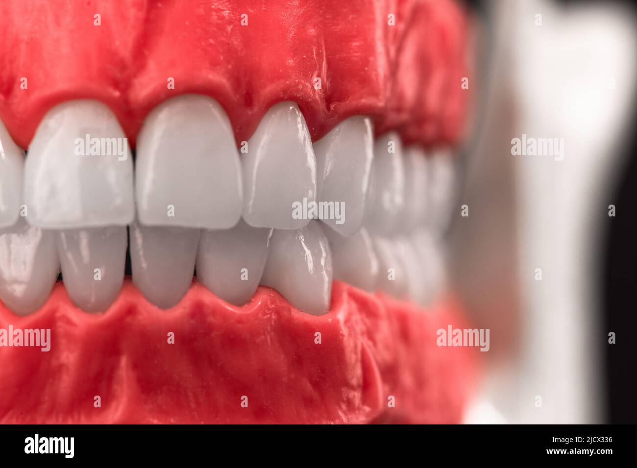 Human jaw with teeth and gums anatomy model isolated on blue background ...