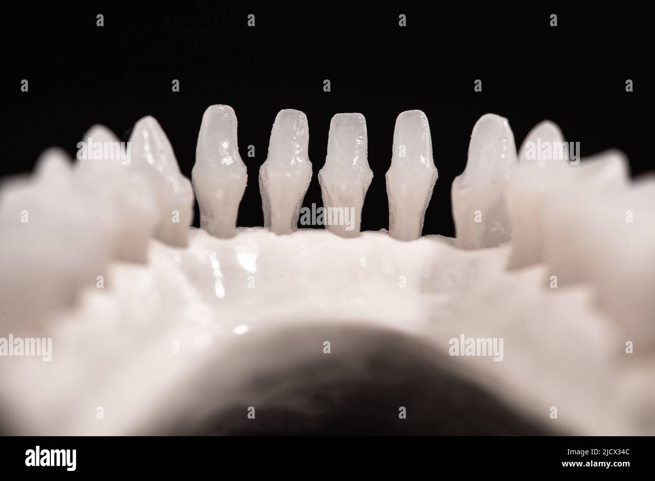Lower human jaw with teeth anatomy model isolated on black background ...