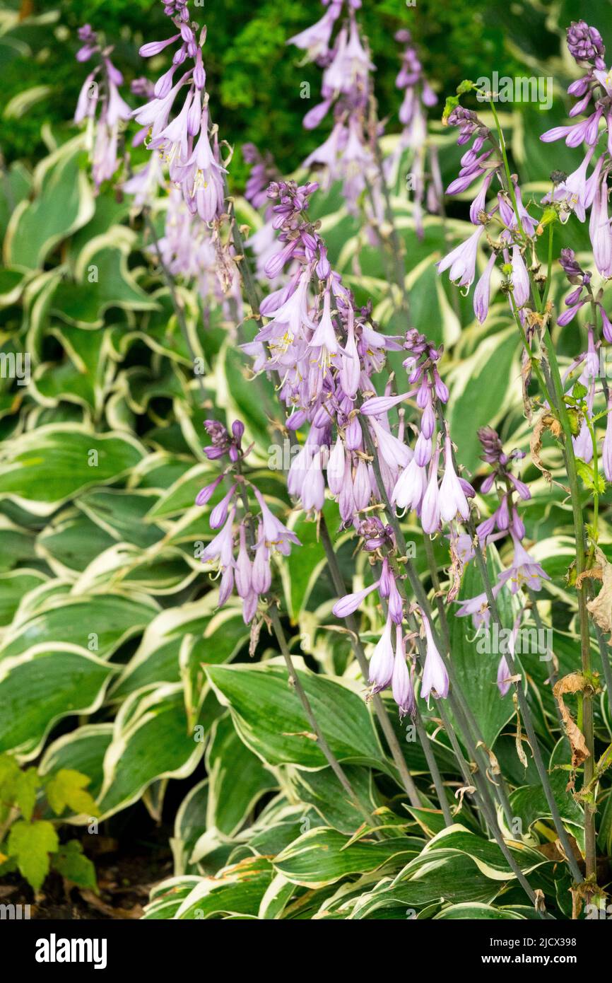 Hosta "Dark Star", Plantain Lily, Hosta, Flower, Hostas, Flowers, In ...