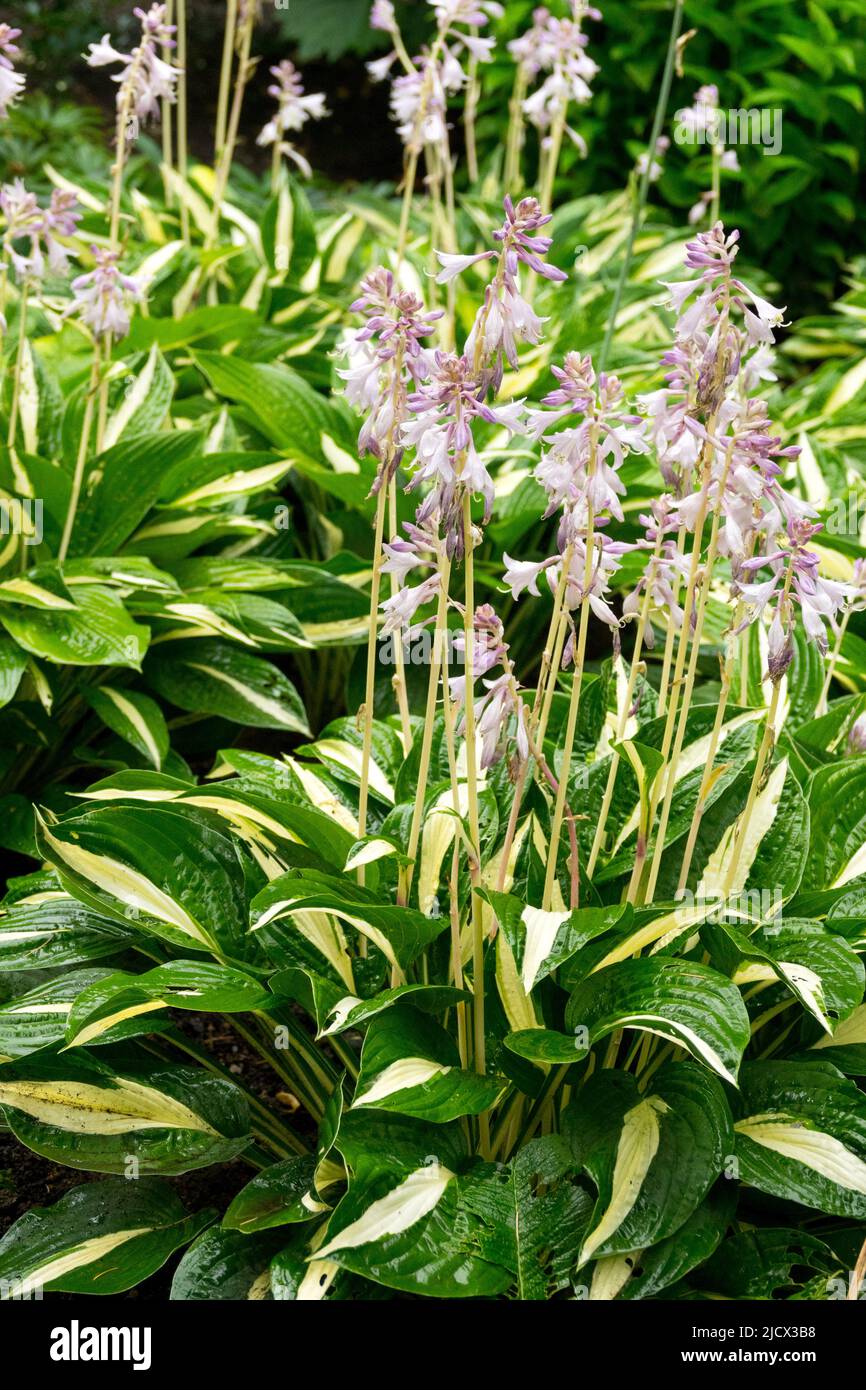 Flowering hostas hi-res stock photography and images - Alamy