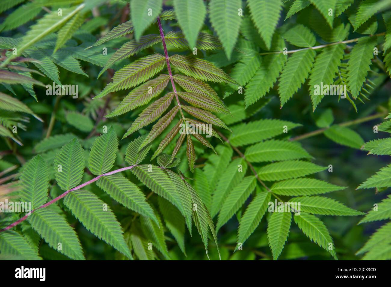 Beautiful leaves of the Sorbaria sorbifolia against background. Green ...