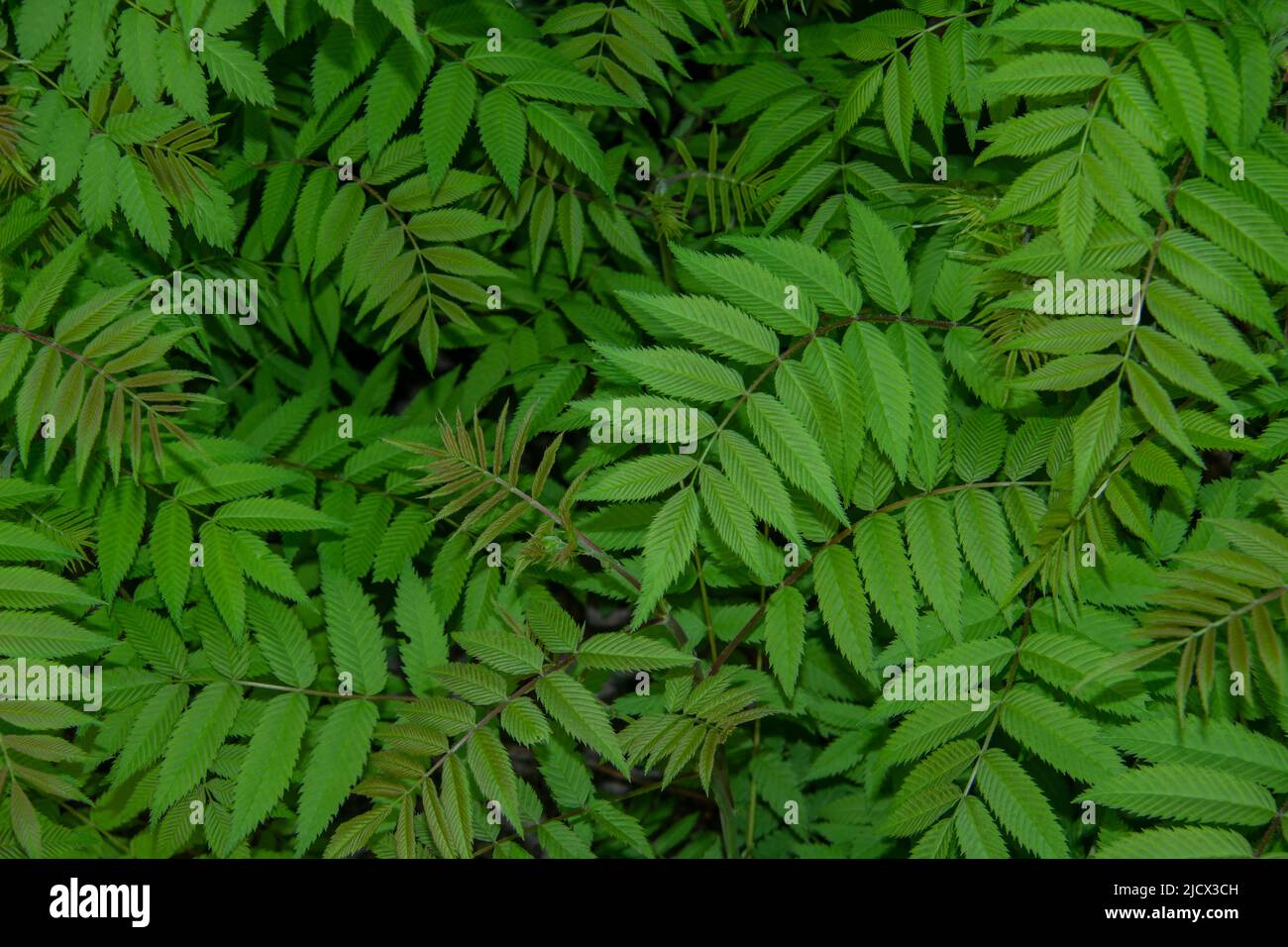 Beautiful leaves of the Sorbaria sorbifolia against background. Green ...