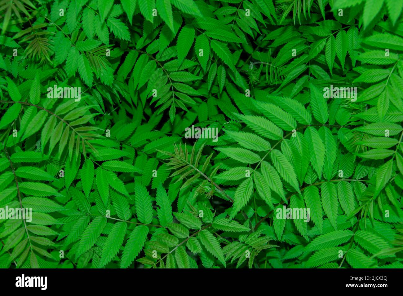 Beautiful leaves of the Sorbaria sorbifolia against background. Green ...