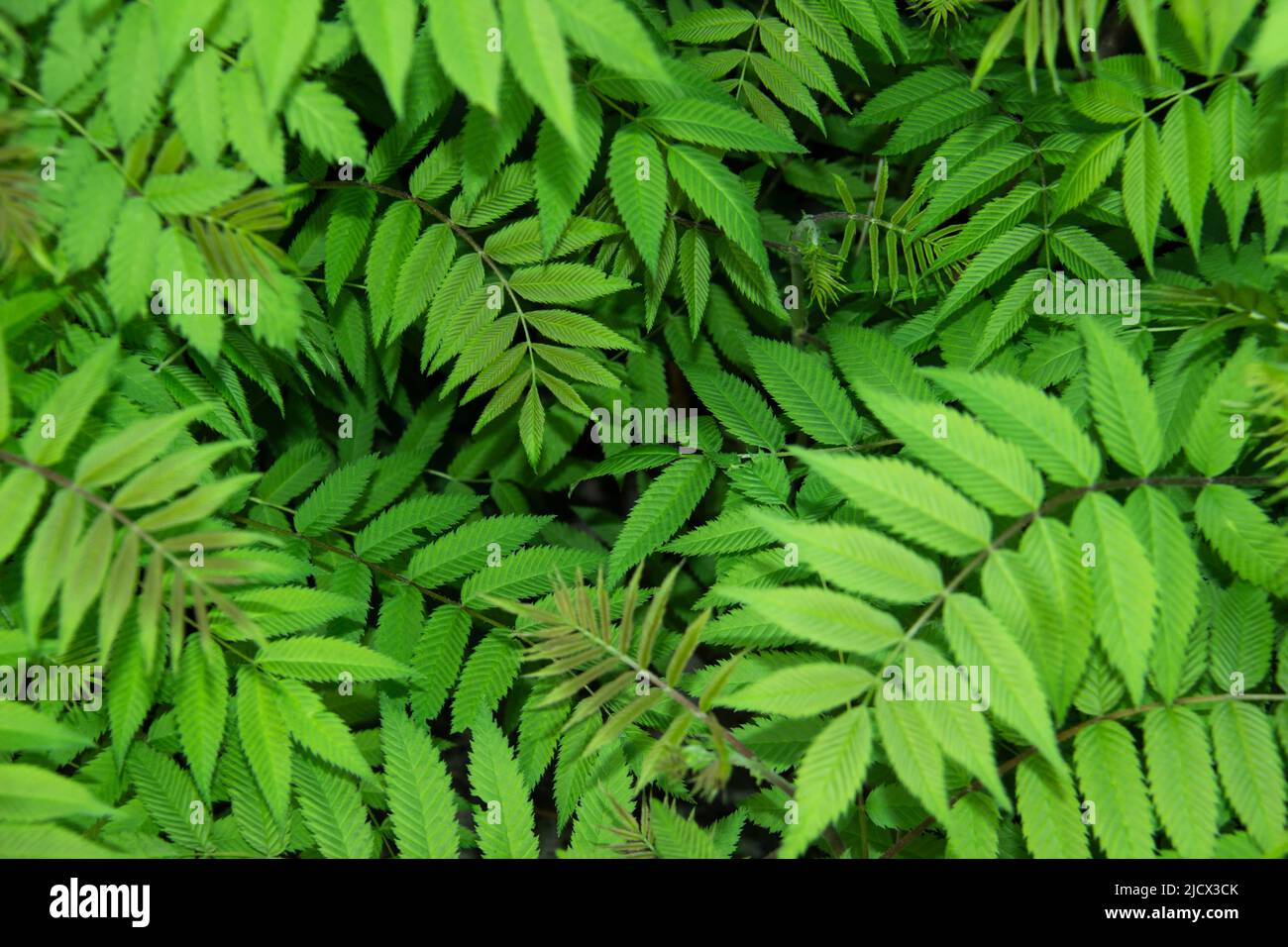 Beautiful leaves of the Sorbaria sorbifolia against background. Green ...