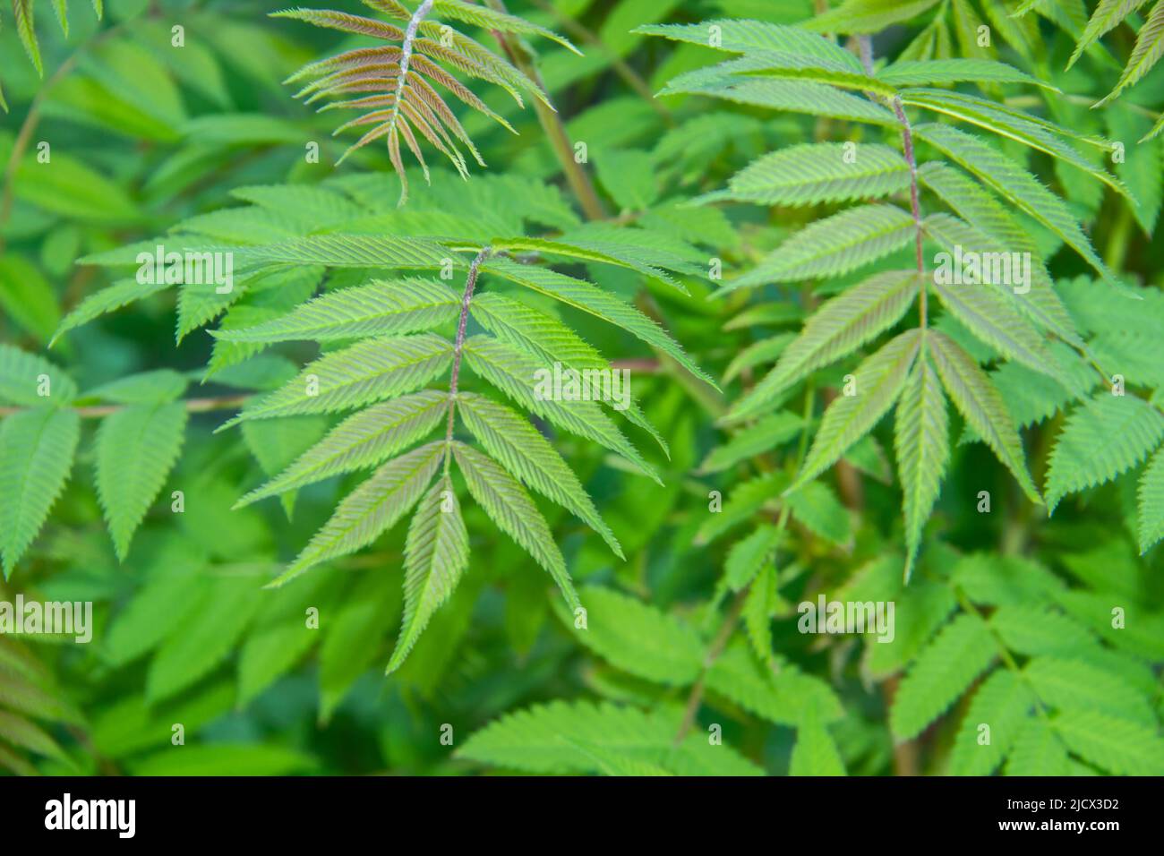 Blurry green leaves of the wild ash in summer. Beautiful leaves of the ...