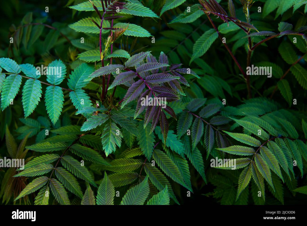 Beautiful leaves of the Sorbaria sorbifolia against background. Green ...