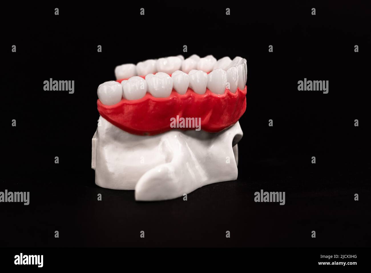 Lower human jaw with teeth anatomy model isolated on black background ...