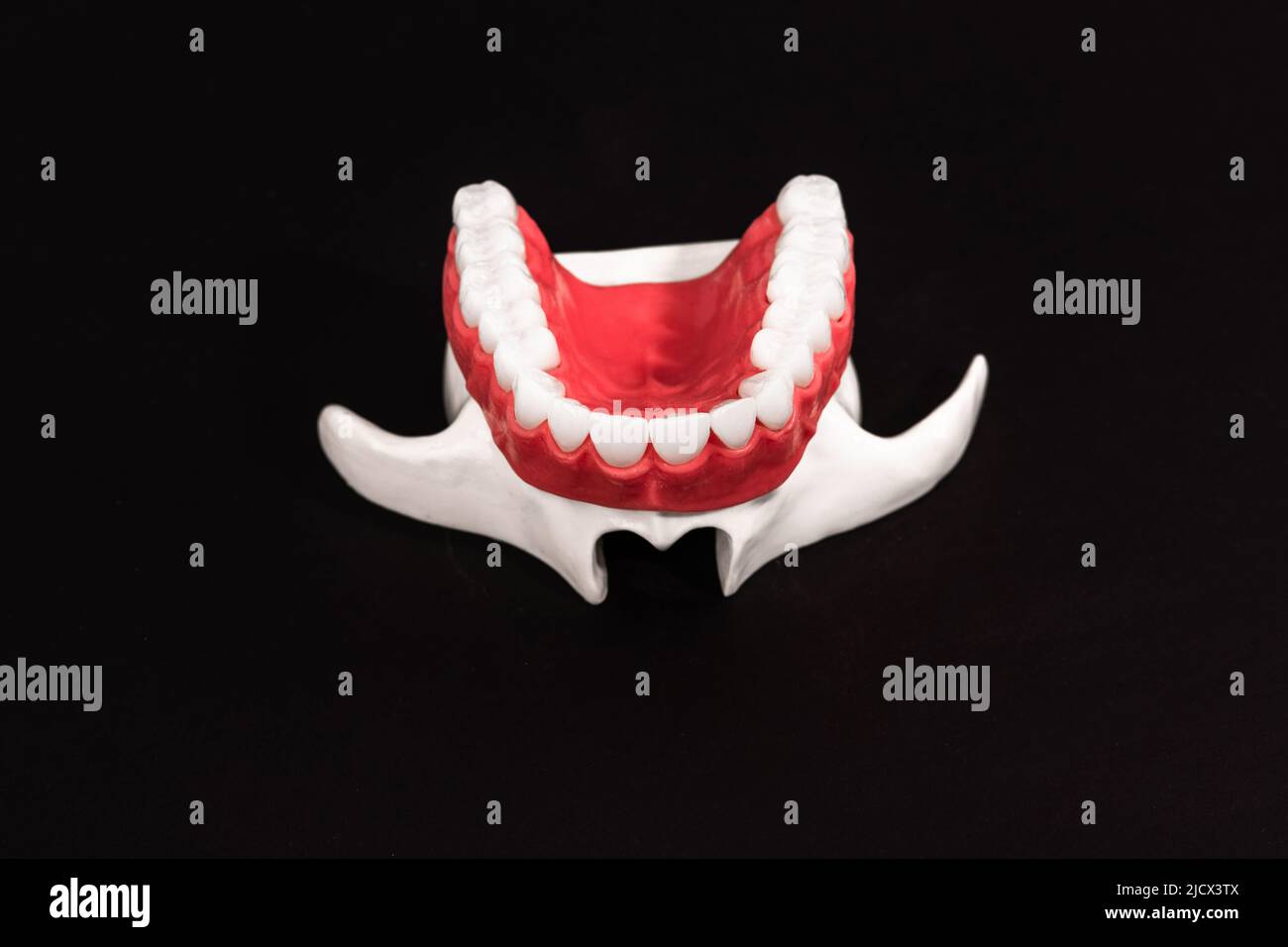 Lower human jaw with teeth anatomy model isolated on black background ...