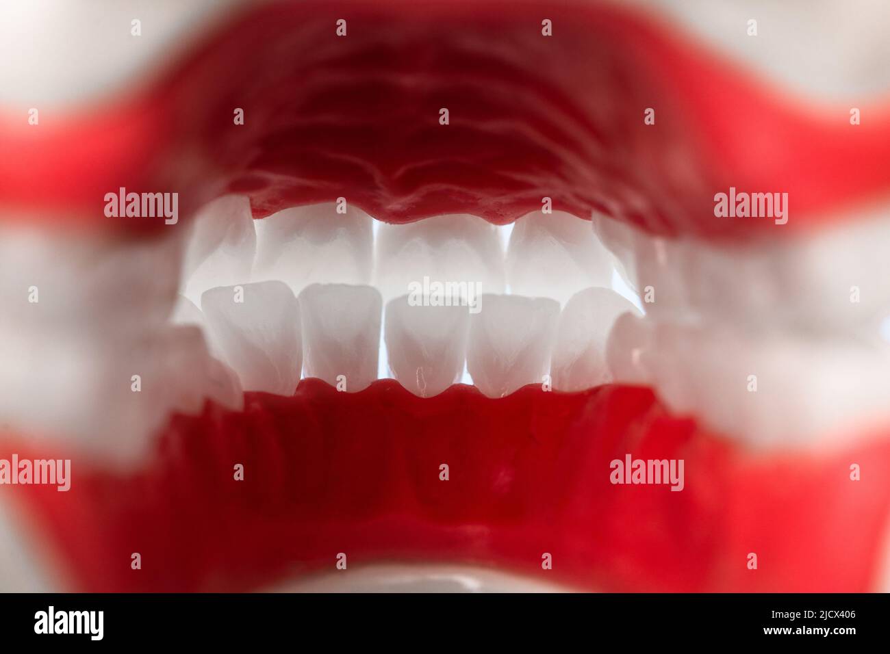 Human jaw with teeth and gums anatomy model isolated on blue background ...