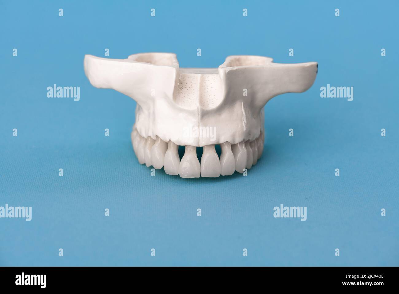 Upper human jaw with teeth anatomy model isolated on blue background ...