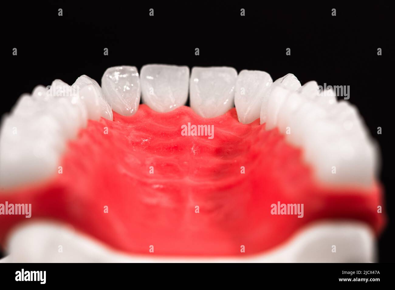 Lower human jaw with teeth anatomy model isolated on black background ...