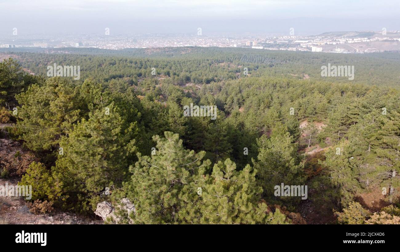 Drone view on pine forest hi-res stock photography and images - Alamy