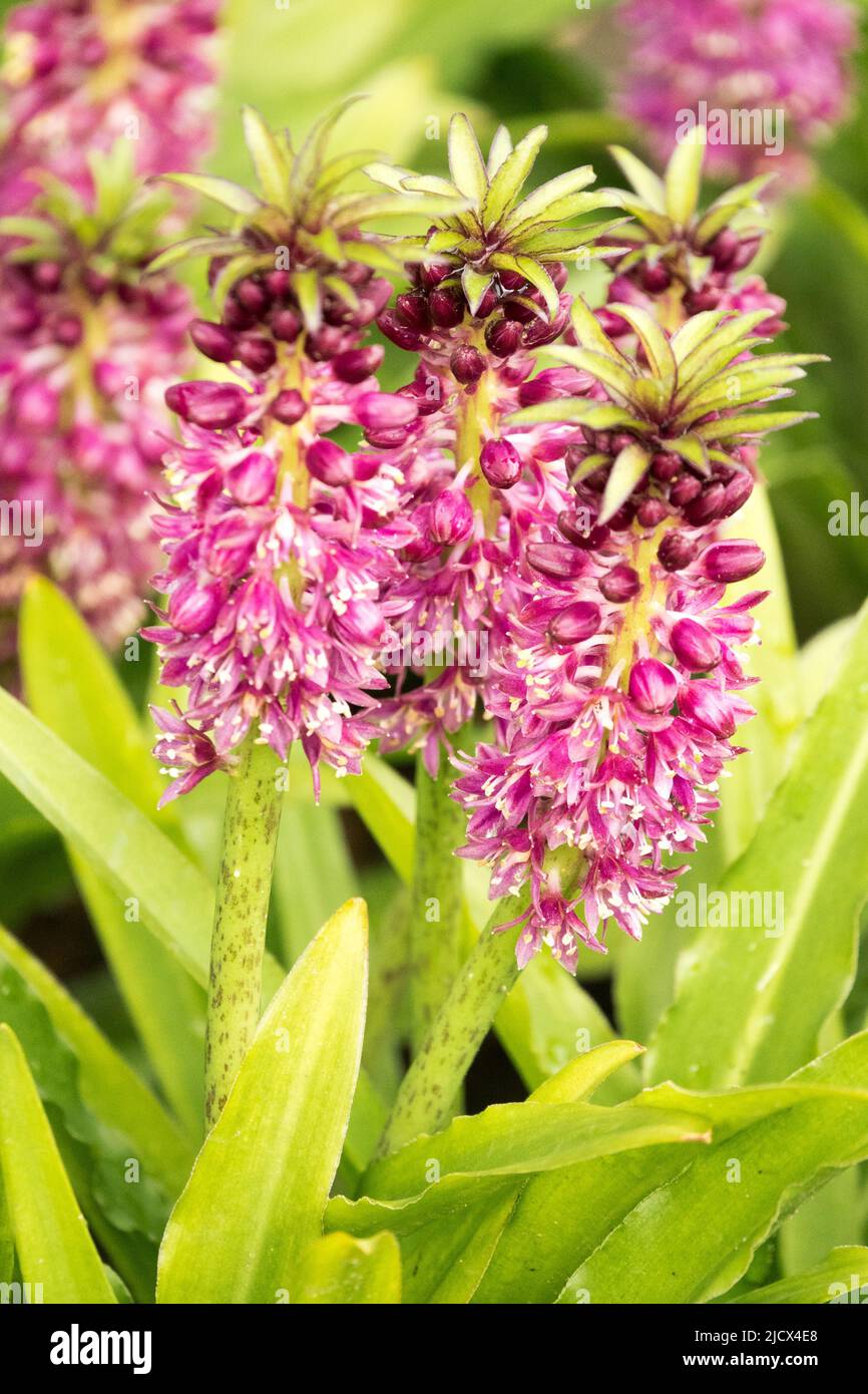 Pineapple Lily, Eucomis leia, Flowers, Eucomis, Flower, In, Garden ...