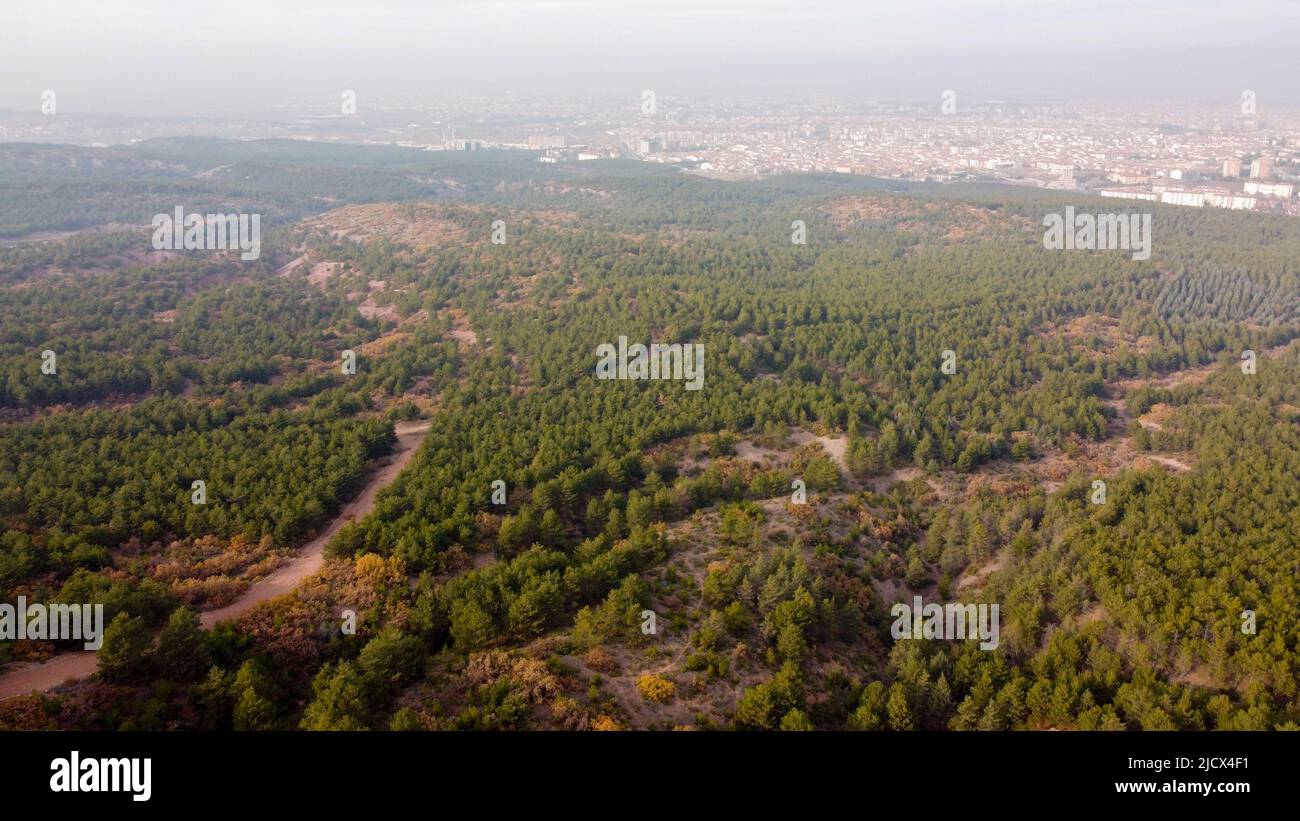 Drone view on pine forest hi-res stock photography and images - Alamy
