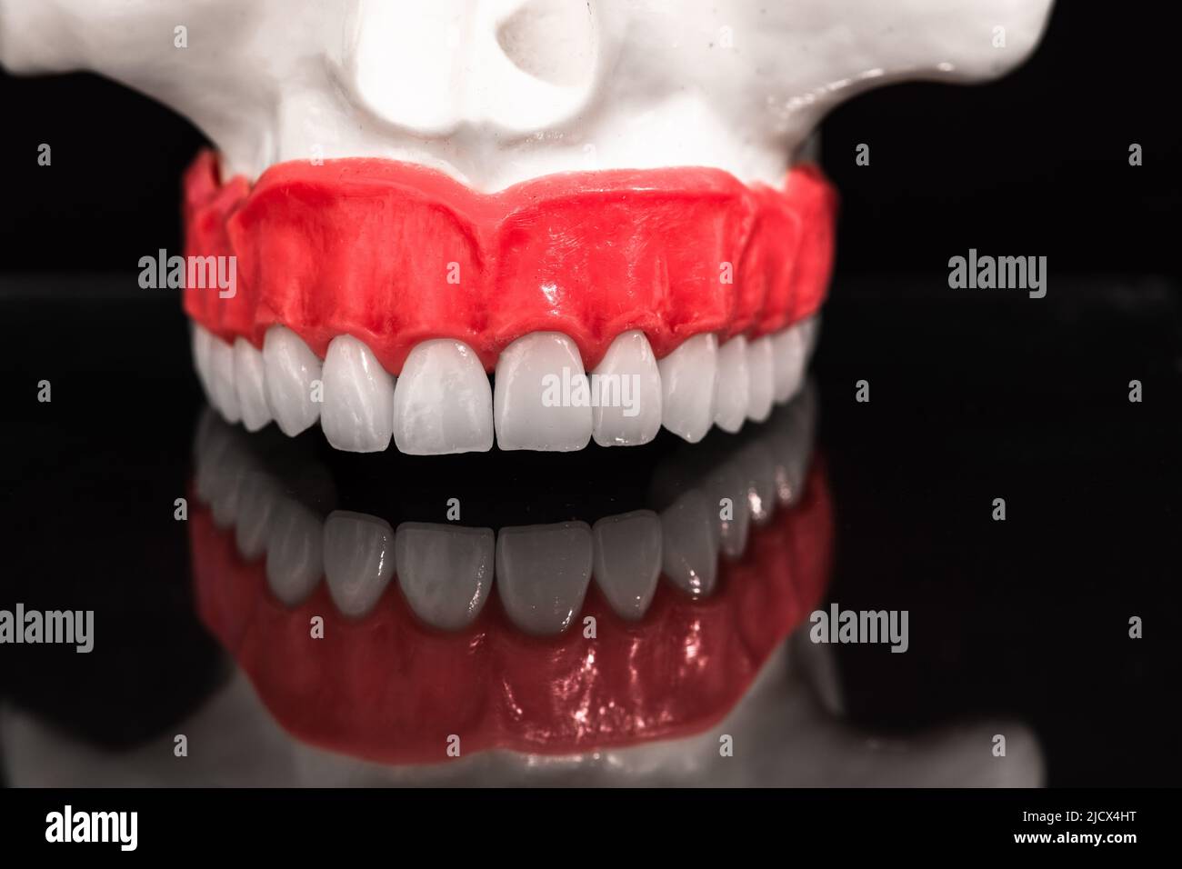 Lower human jaw with teeth anatomy model isolated on black background ...