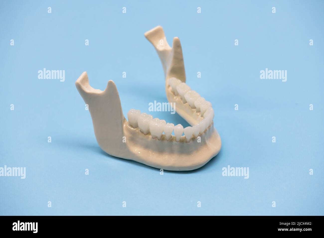 Lower human jaw with teeth anatomy model isolated on blue background ...