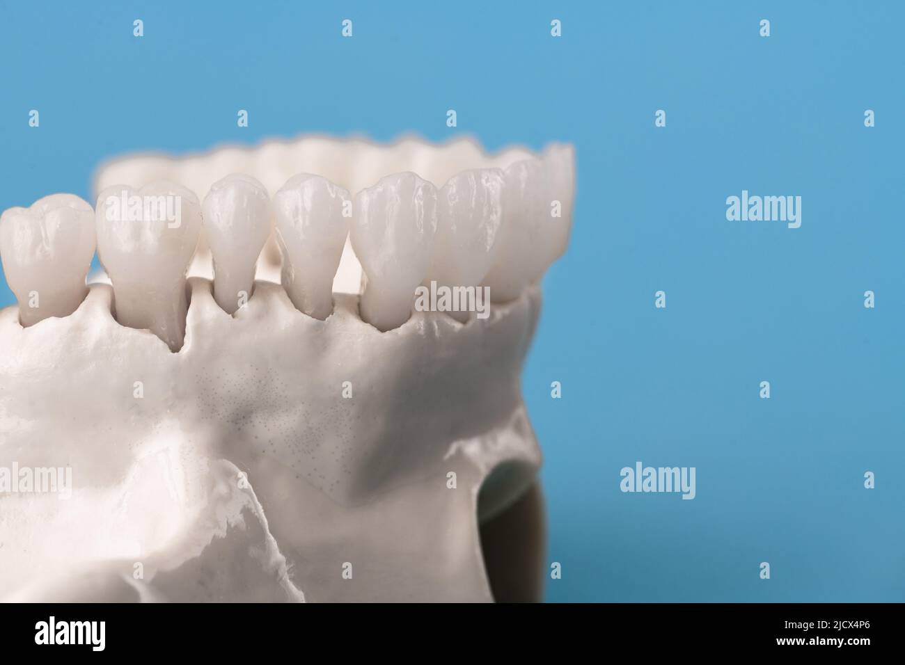 Upper human jaw with teeth anatomy model isolated on blue background ...