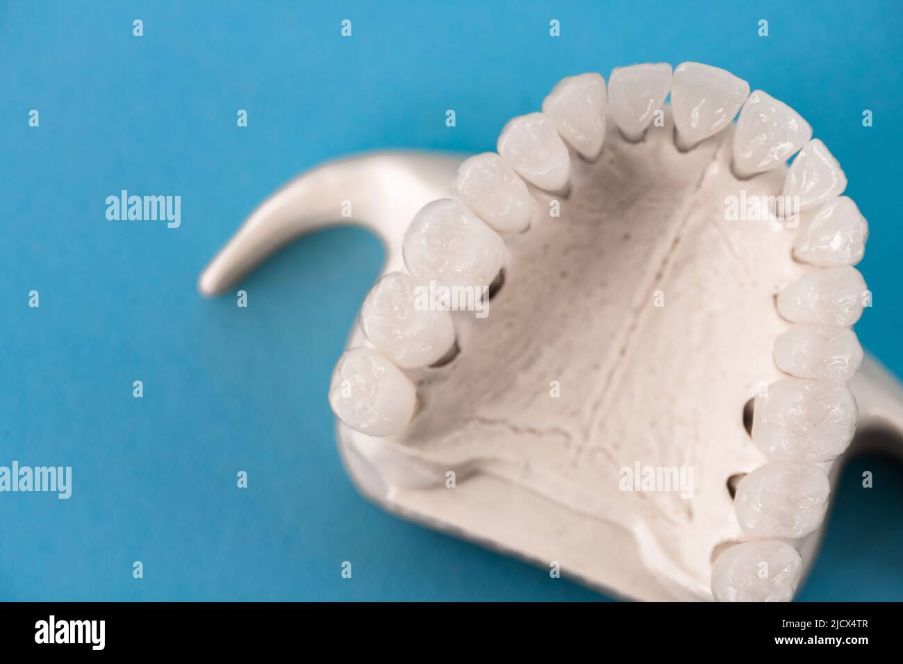 Upper human jaw with teeth anatomy model isolated on blue background ...