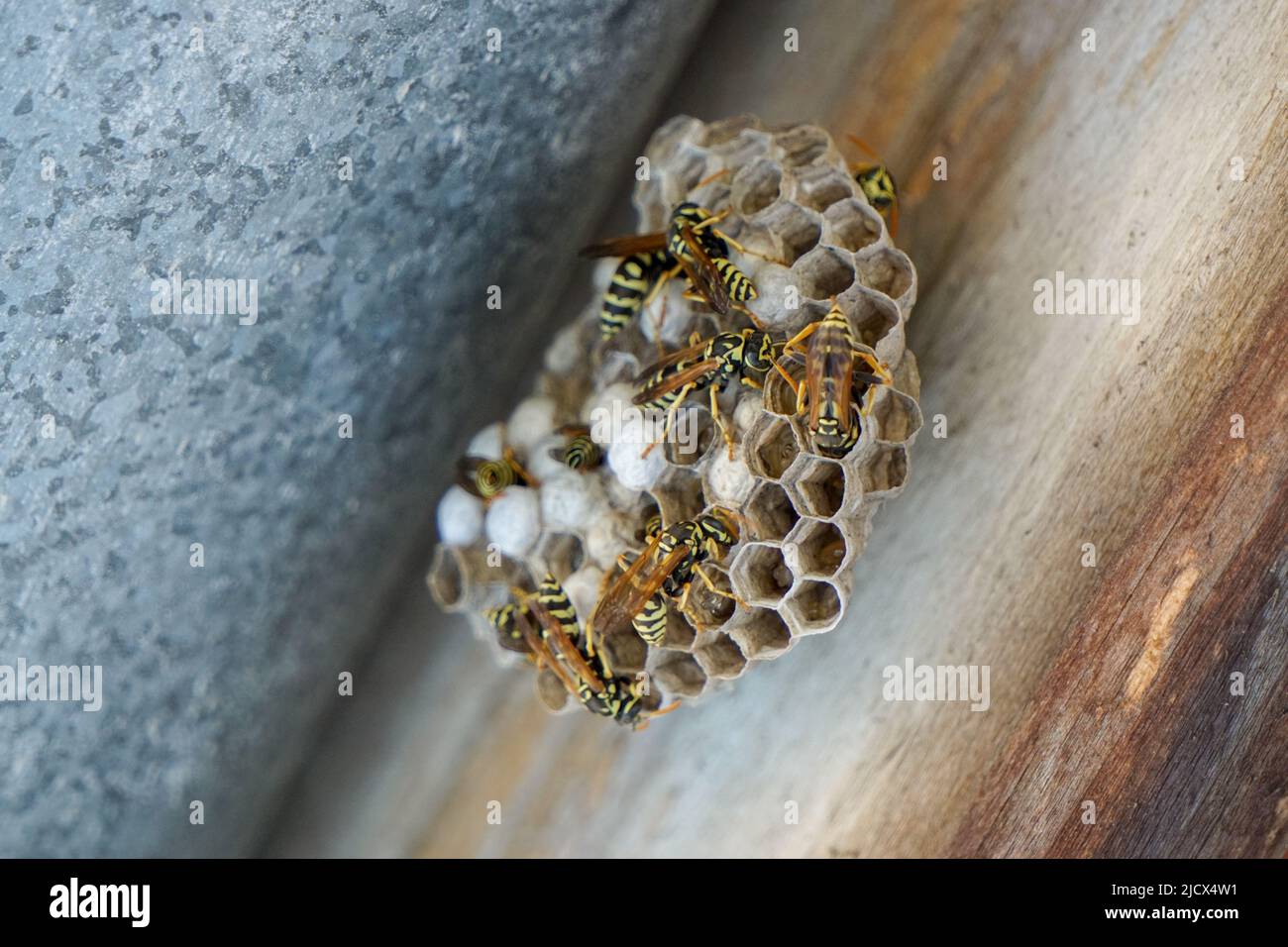 Wasp hive on home chimney close up view Stock Photo - Alamy