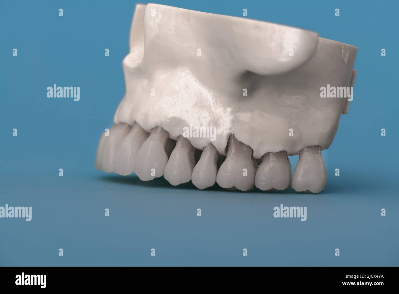 Upper human jaw with teeth anatomy model isolated on blue background ...